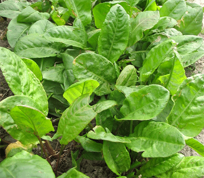 Marja's Moestuin: Zuring