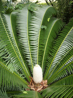 Another Yard in Fort Pierce: Dioon spinulosum Cycad, Giant Dioon, Gum Palm