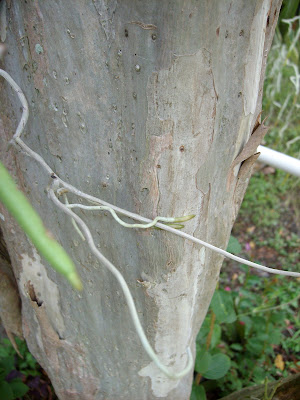 Another Yard in Fort Pierce: Vanda terete , Papilionanthe Miss Joaquim