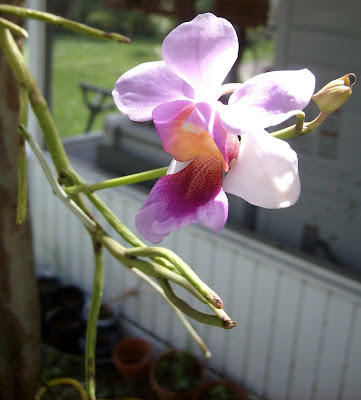 Another Yard in Fort Pierce: Vanda terete , Papilionanthe Miss Joaquim