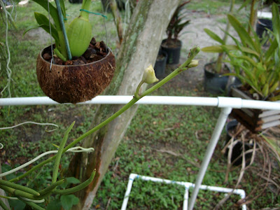 Another Yard in Fort Pierce: Vanda terete , Papilionanthe Miss Joaquim