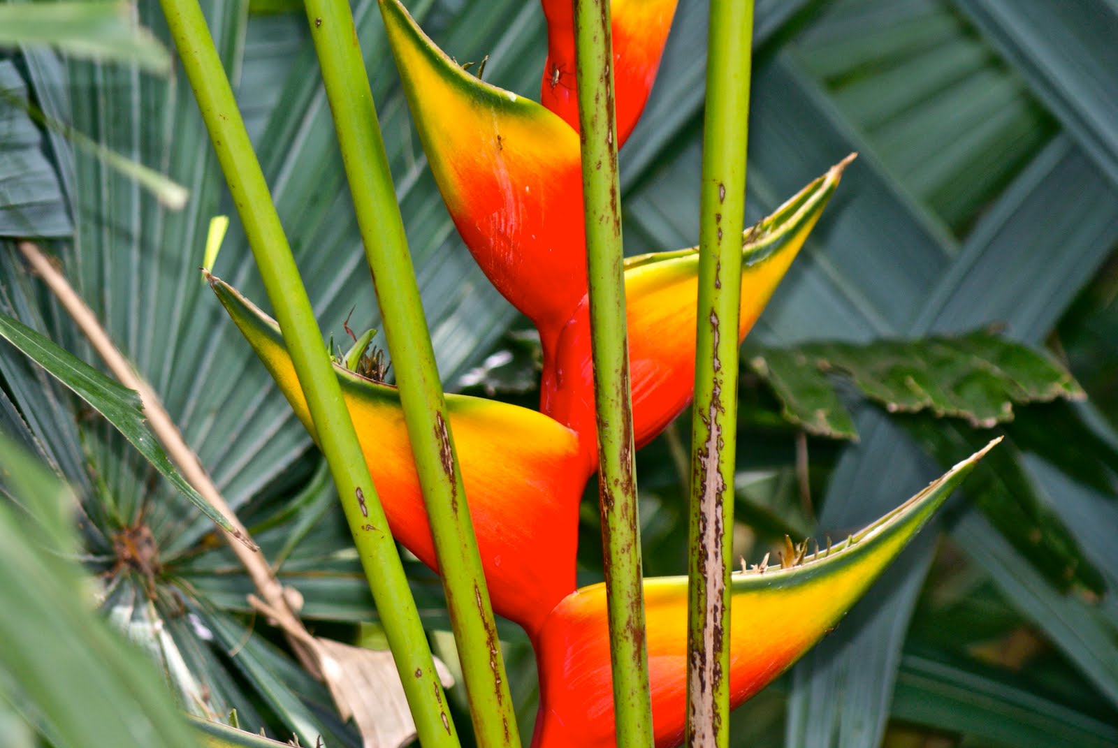 Ice Cream Aloha: Tropical Island Flower