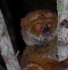 Avahi Woolly Lemurs - WEBlogs21 Education: One New Idea Every Day