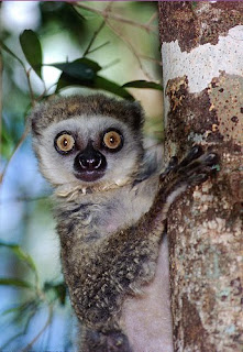 Avahi Woolly Lemurs - WEBlogs21 Education: One New Idea Every Day
