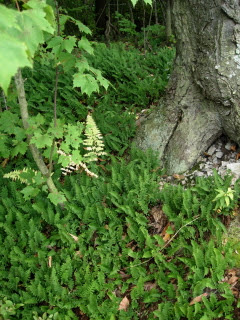 Neversink Mountain Walk - part 1