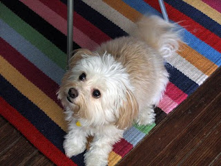 Sockervaddstuss: Hybrid hundar!?