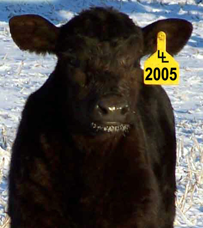 Antonio Blog: ear piercing law