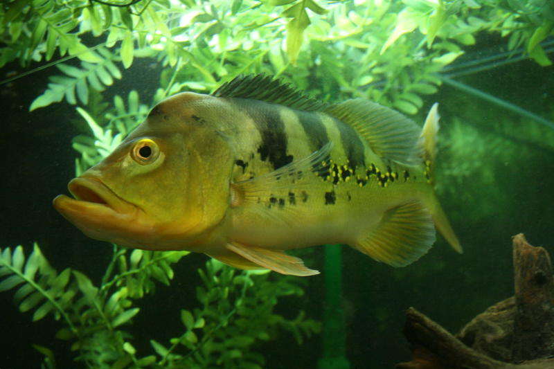 BloG MAs_DeGle: CARA MEMELIHARA IKAN PEACOCK BASS