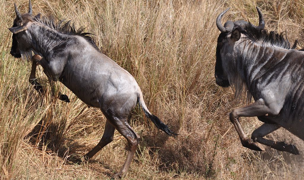 Elsen Karstad's 'Pic-A-Day Kenya': Wet Gnus- Masai Mara, Kenya