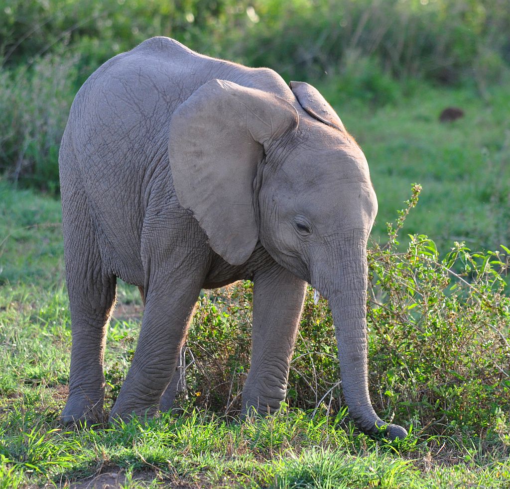 Elsen Karstad's 'Pic-A-Day Kenya': A very young elephant- Amboseli Kenya