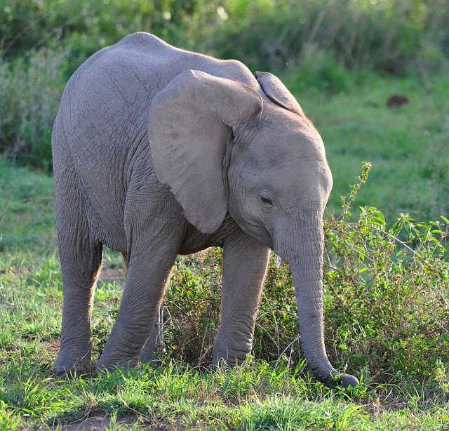 Elsen Karstad's 'Pic-A-Day Kenya': A very young elephant- Amboseli Kenya