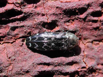 Mis curiosidades: Coraebus Undatus, perforador