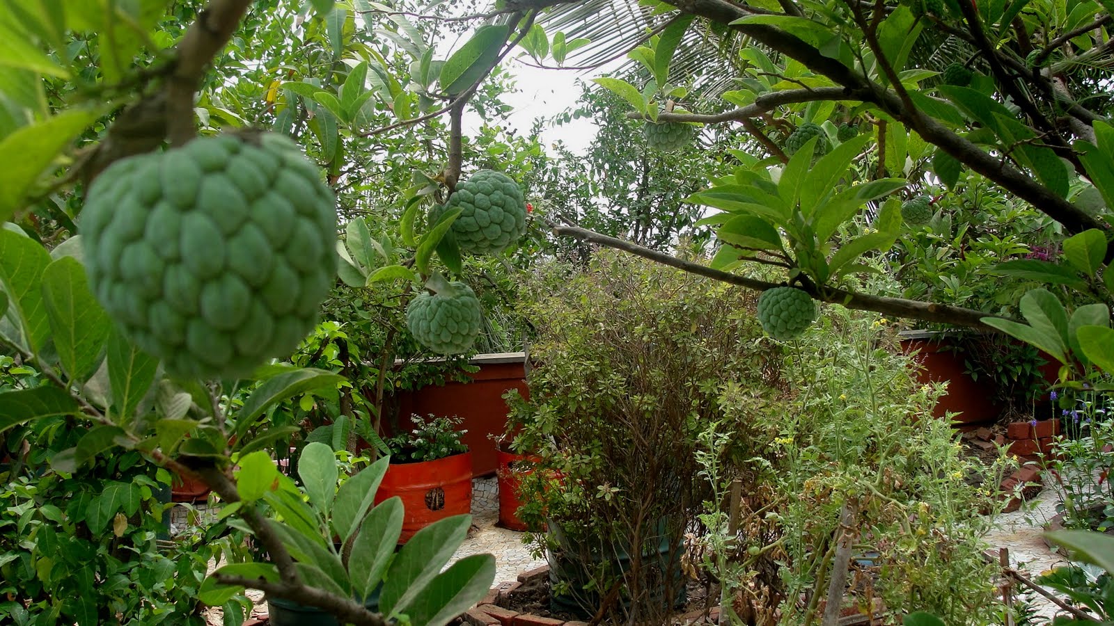 Natueco city farming: Fruits on terrace