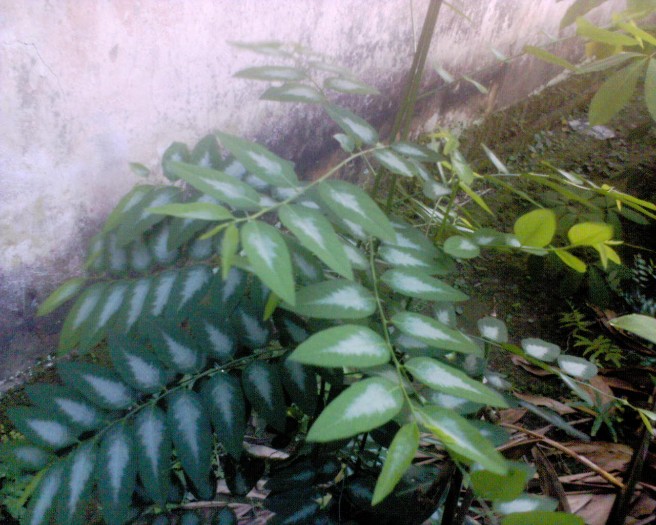 Sayur - Sayuran Sukanegeri: September 2010