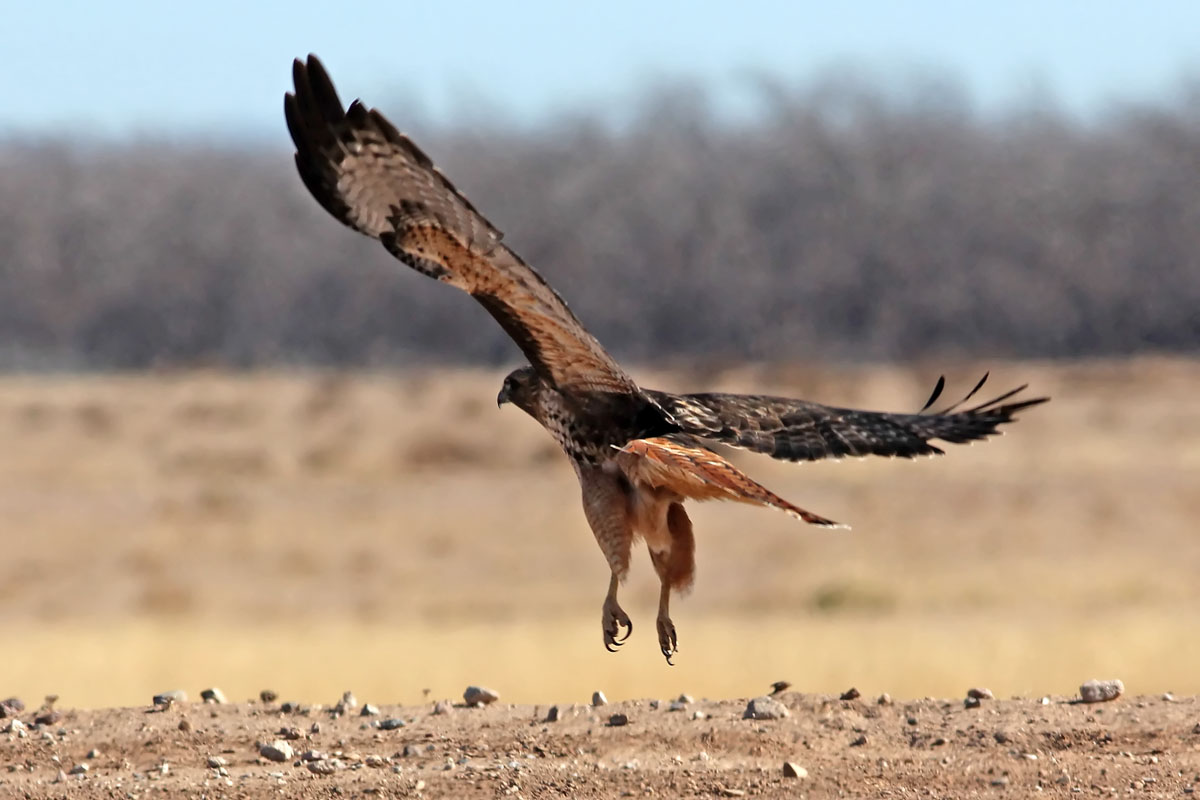 Sahara desert at emaze Presentation