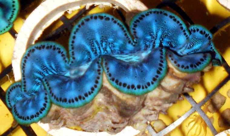 Corals and Aquacultured Clams: Pictures