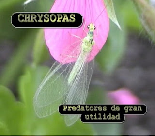 Energias Unidas - Investigacion y Extensión Agraría: Crisopas