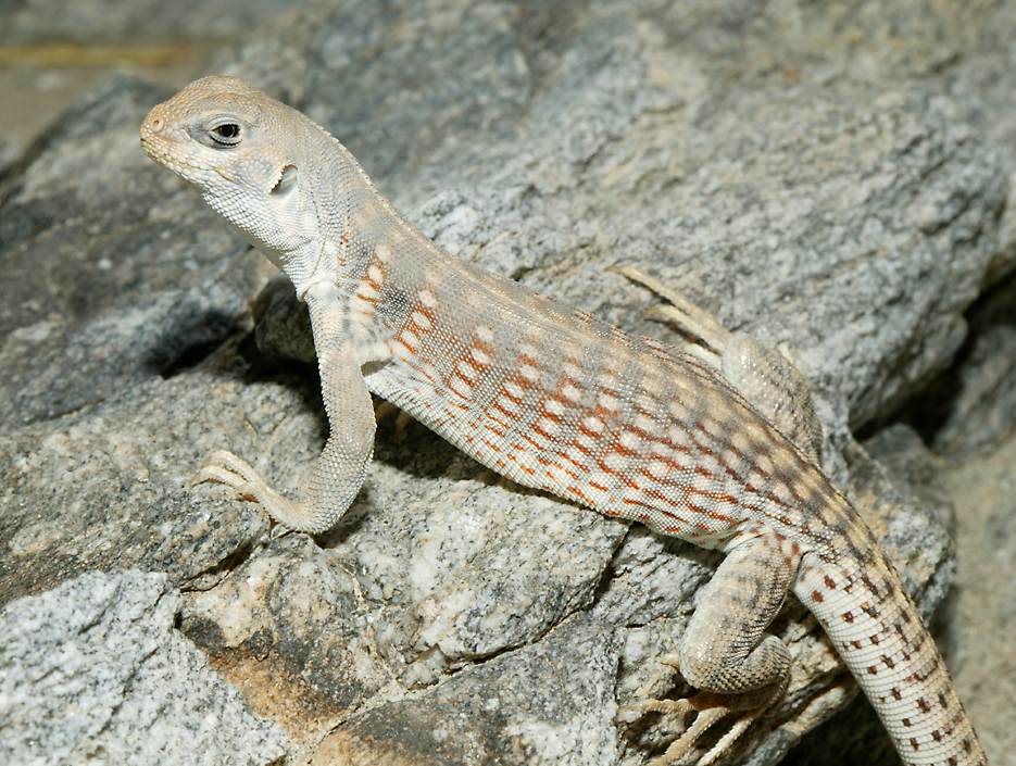 Care Your Iguana: Desert Iguana