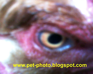 Giriraja Chicken- The Forest King |Photos of Pets