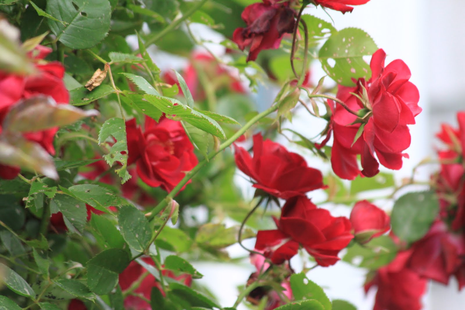 Mainely Gardening: Friendship Rose