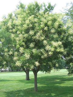 iaTURF: Japanese Pagoda Tree