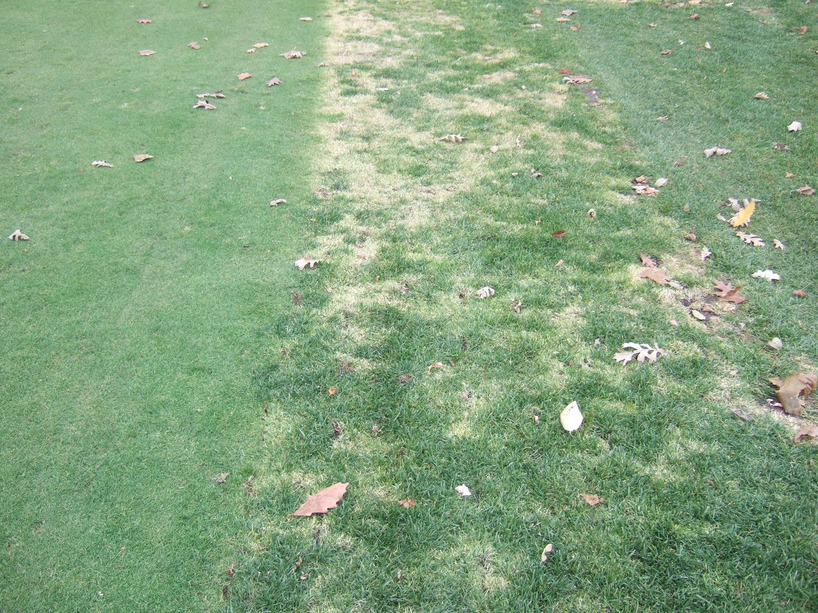 iaTURF: Fall is in the Air