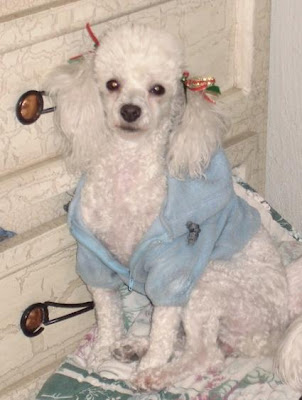 Corte de pelo para perros french poodle - Imagui