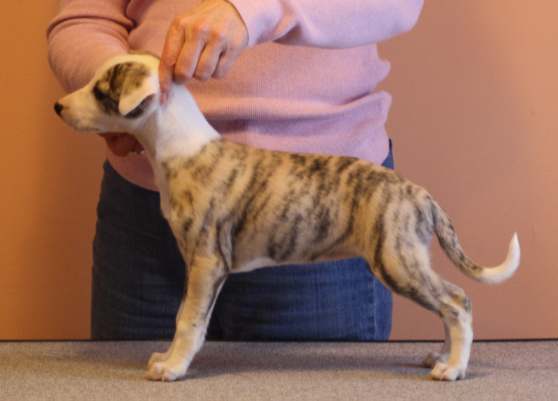 Sowagla Whippets: 7 week old puppy photos