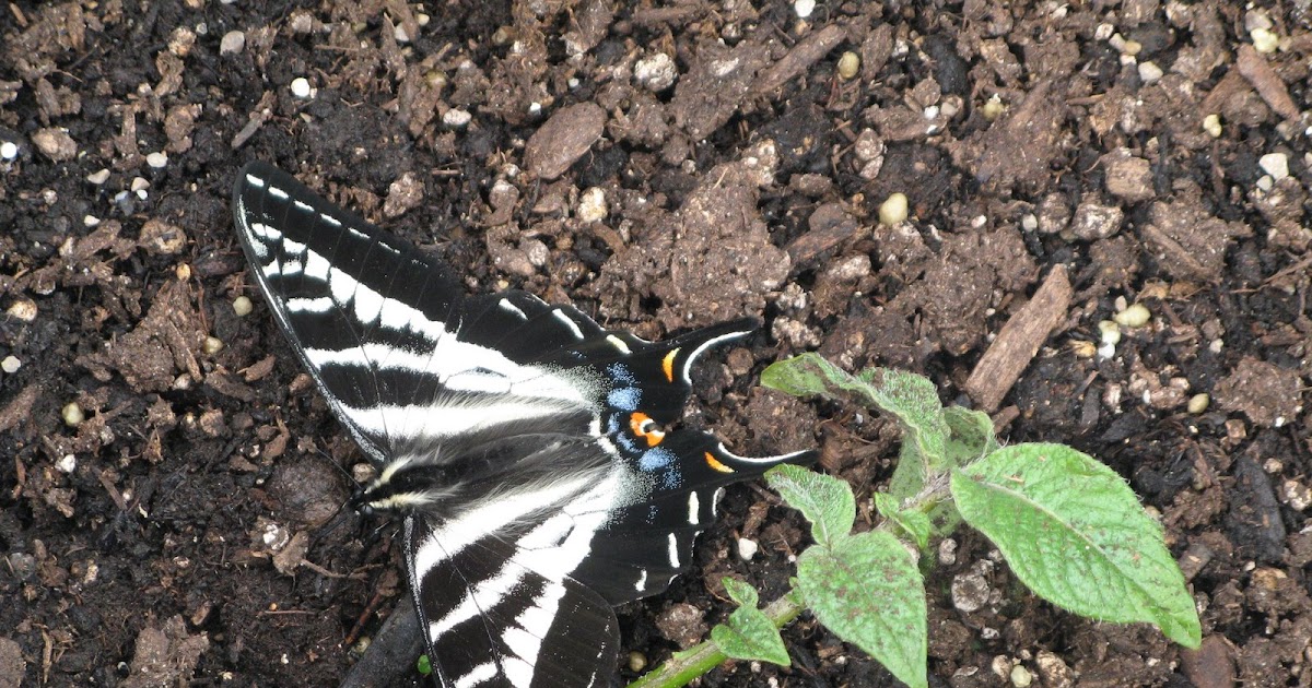 Powell River Books Blog: Coastal BC Insects: Pale Tiger Swallowtail