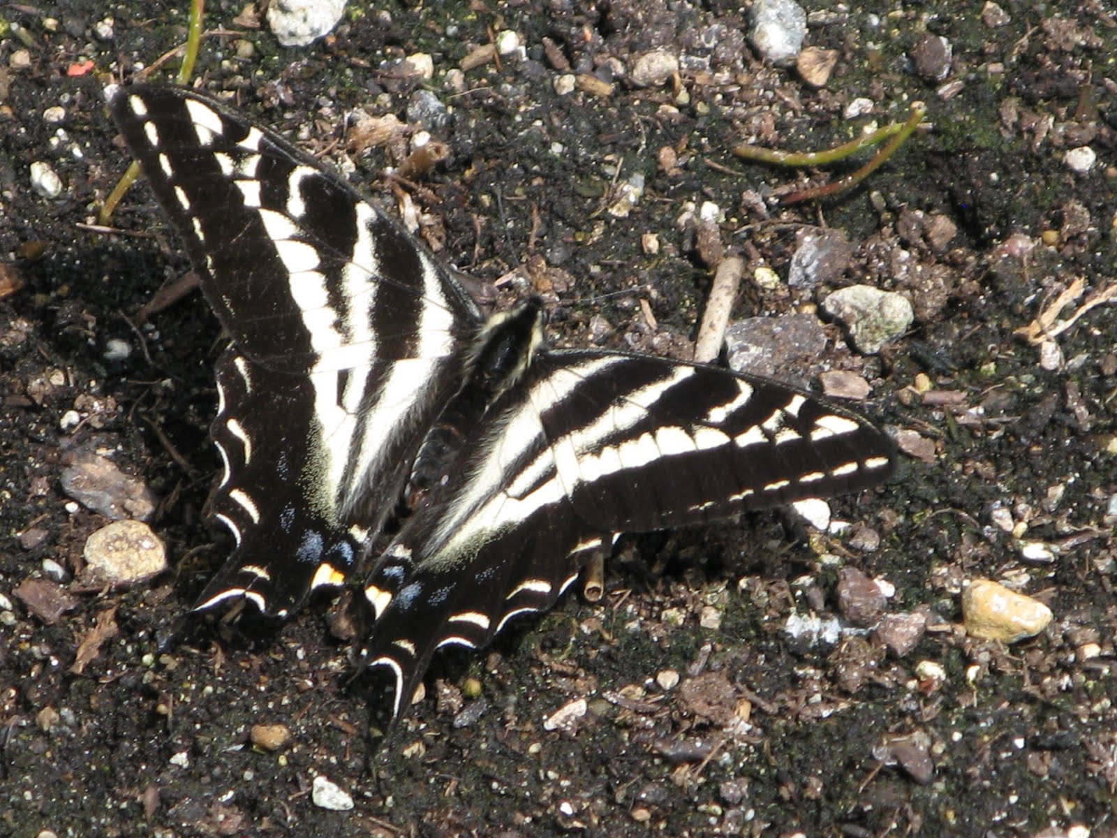 Mud-Puddling Pale Tiger Swallowtail Butterflies - Dollar Producing Birds