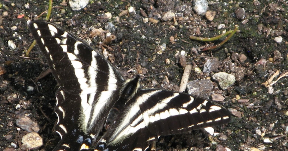 Powell River Books Blog: Coastal BC Insects: Pale Tiger Swallowtail ...