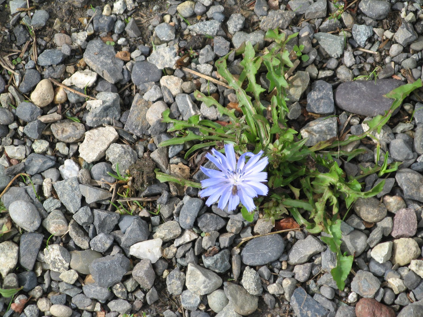 Wild Chicory Root