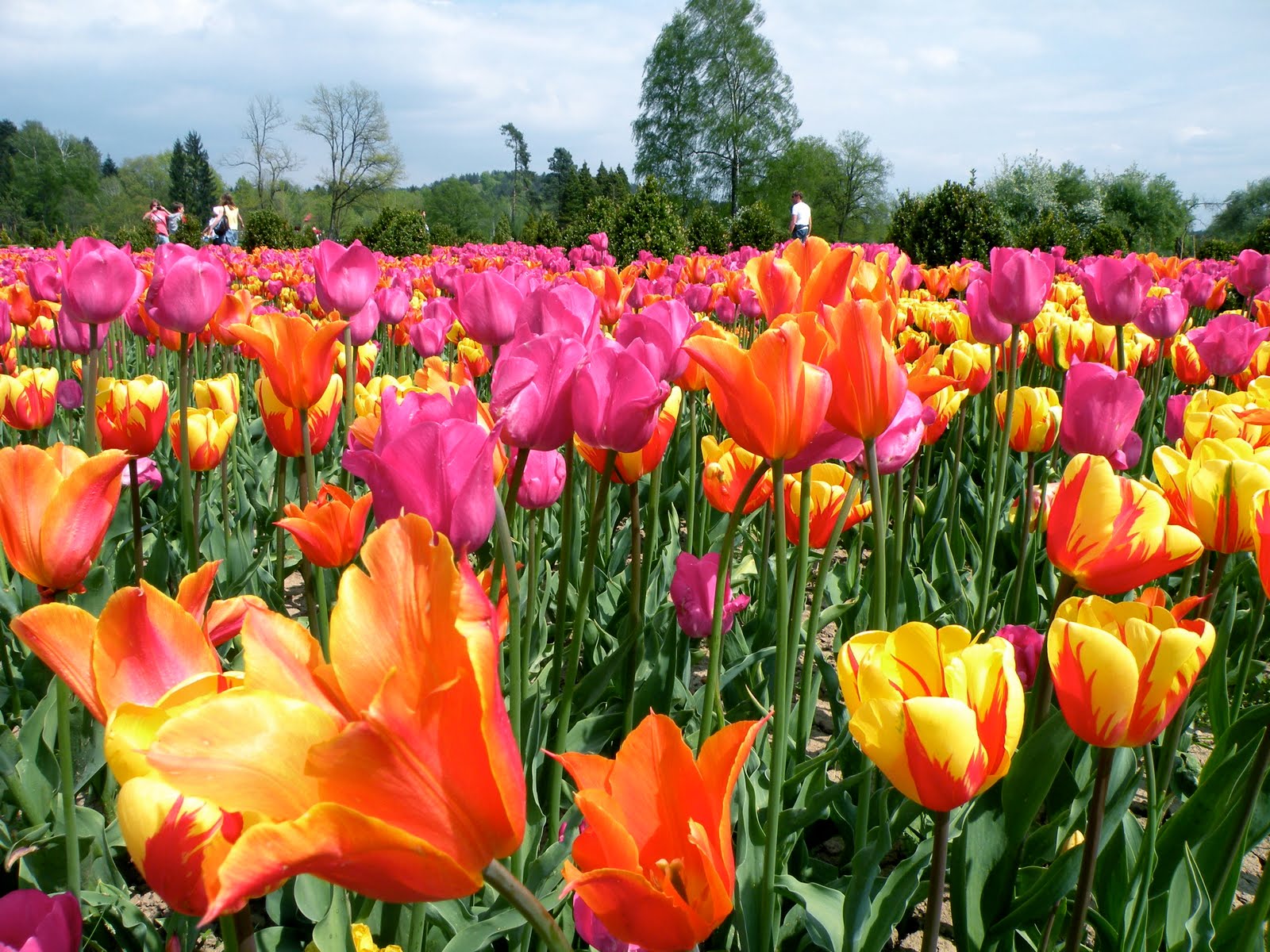 A time for everything: tulip mania
