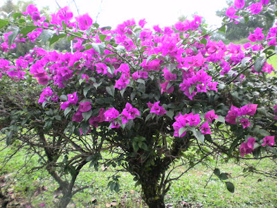 aku CINTA padamu...: Mari Kenali Tumbuhan Hiasan : Pokok Renek