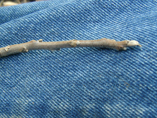 Nature Devotions : Chambered Pith of a Black Walnut