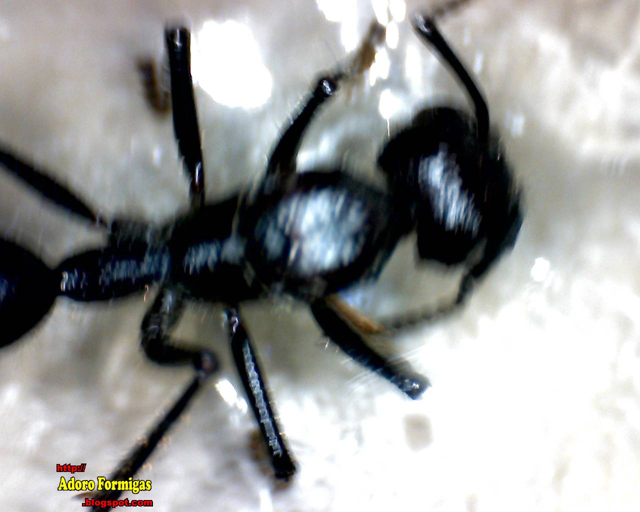 Afraid of an ant =( - The Ant Farm and Myrmecology Forum