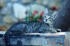 REFLEXIONES: Cayetano Ripoll, maestro, última víctima de la Inquisición