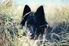 REFLEXIONES: Cayetano Ripoll, maestro, última víctima de la Inquisición