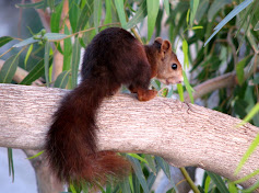 REFLEXIONES: Cayetano Ripoll, maestro, última víctima de la Inquisición