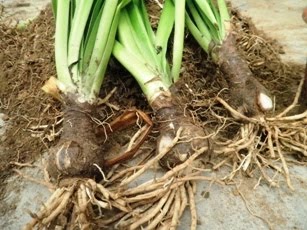 MPV LANDSKAP DAN NURSERI: MODUL 4: PEMBIAKAN TUMBUHAN SECARA ASEKS ...