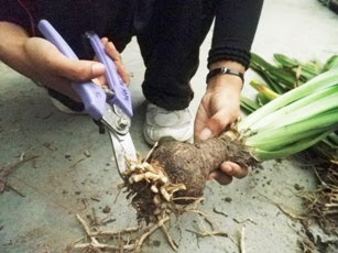 MPV LANDSKAP DAN NURSERI: MODUL 4: PEMBIAKAN TUMBUHAN SECARA ASEKS ...