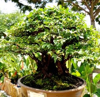 MPV LANDSKAP DAN NURSERI: KEISTIMEWAAN DAN UNIKNYA SENI BONSAI