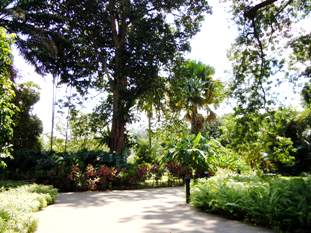 MPV LANDSKAP DAN NURSERI: TEKNIK PENANAMAN POKOK UTAMA