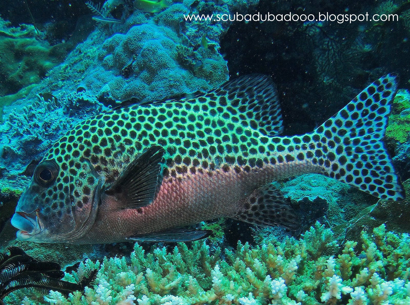 Scubadubadooo!: Many-spotted Sweetlips