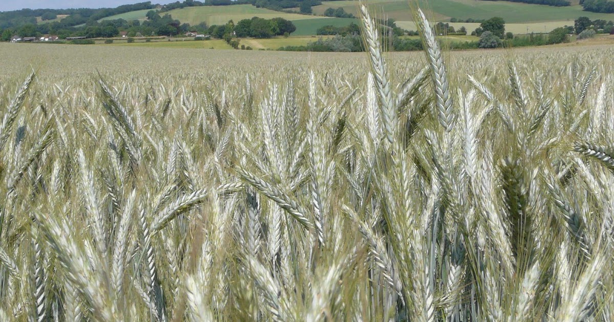 Kingsdowner: Wheat... lots of wheat... fields of wheat... a tremendous ...