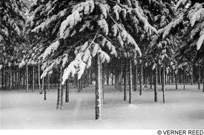 Monroe Gallery of Photography: 'TIS THE SEASON