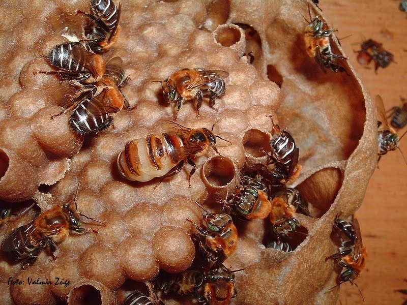 Meliponário da Serra: Abelha Uruçu - Melipona Scutellaris