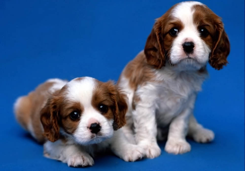 emaIulia: caini DRAGUTI