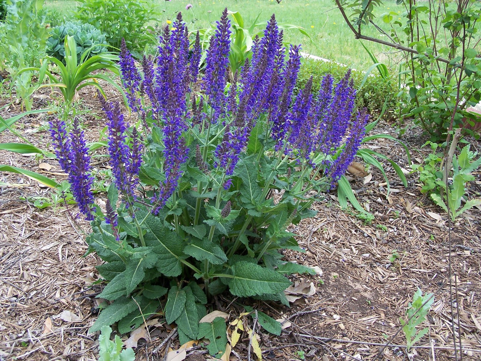 Pin by Emily Day on Plants in our Garden | Plants, May night salvia ...