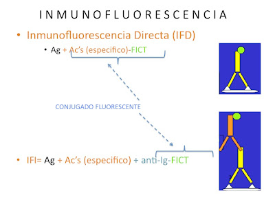 viromedica: INMUNOFLUORESCENCIA